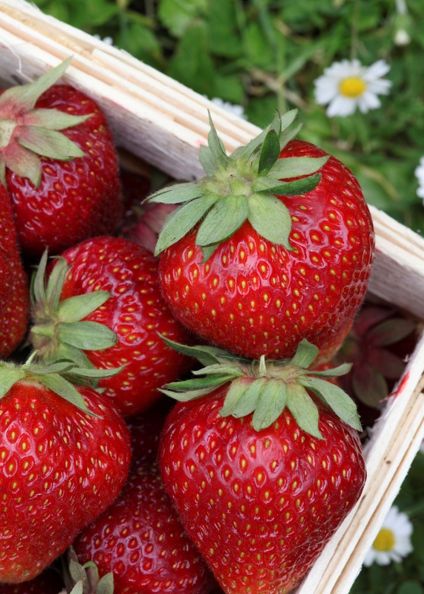 Cheesecake au fromage blanc et aux fruits rouges – Cuisine-moi un Fenouil